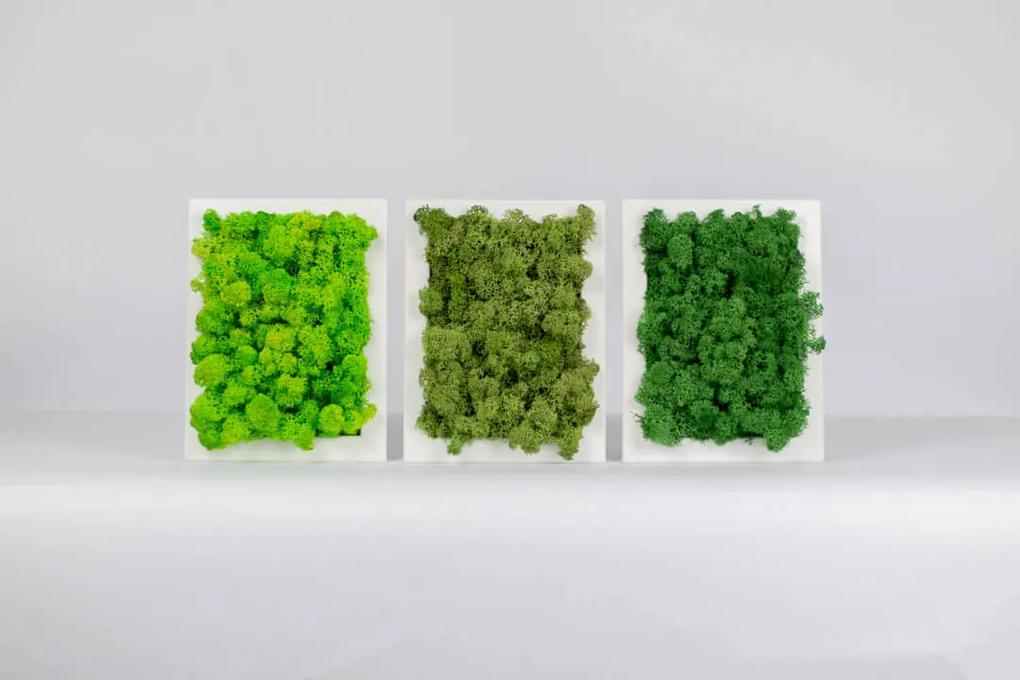 Mechové obrazy - zelený set | 18x13 cm | 3 ks - bílý rám