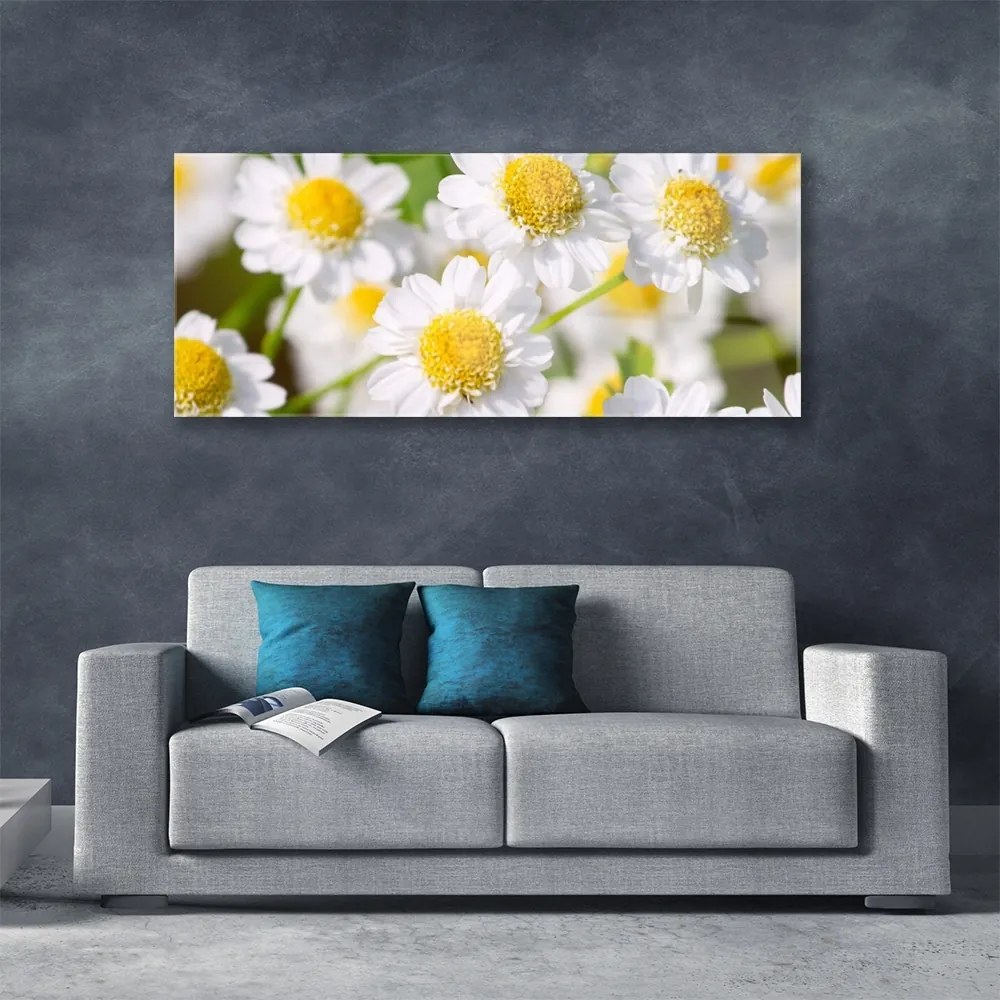 Plexisklo-obraz Květiny Sedmikráska Příroda 125x50 cm