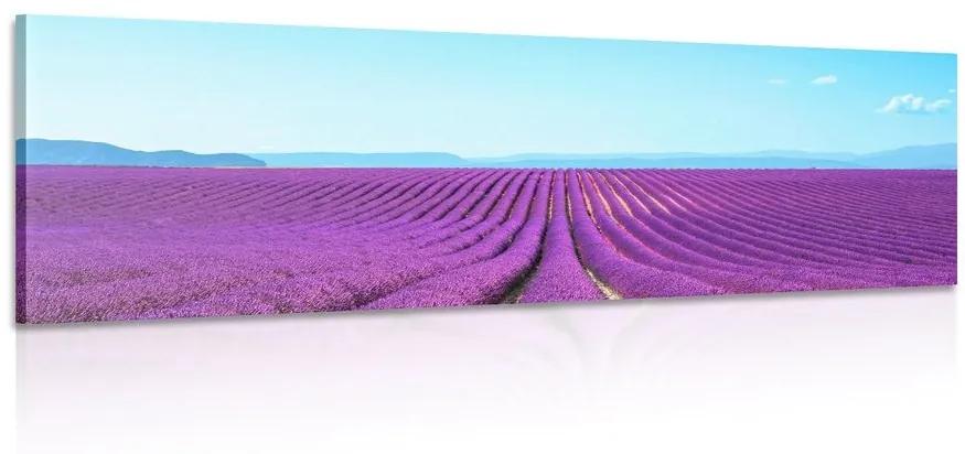 Obraz nekonečné levandulové pole - 120x40 cm