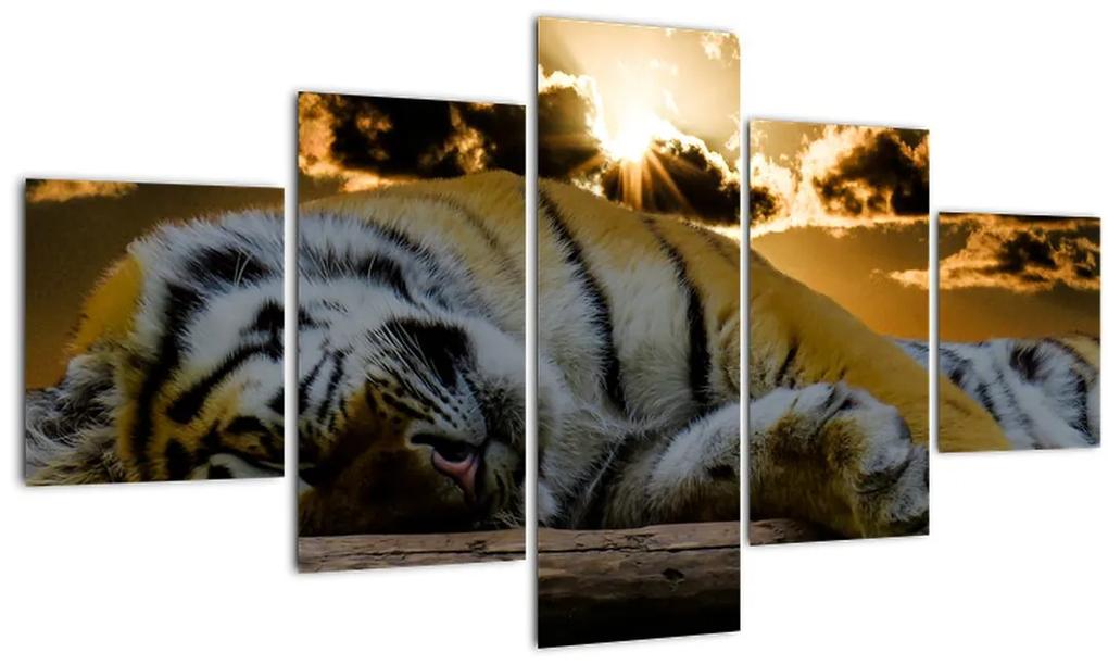 Obraz spícího tygra (125x70 cm)