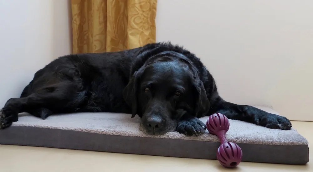 TrendPet Ortopedická matrace pro psy VitaMedog - šedá VELIKOST: 50 x 35 cm
