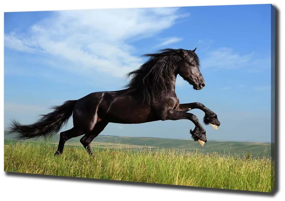 Wallmuralia Moderní fotoobraz canvas na rámu Černý kůň na louce 100x70 cm