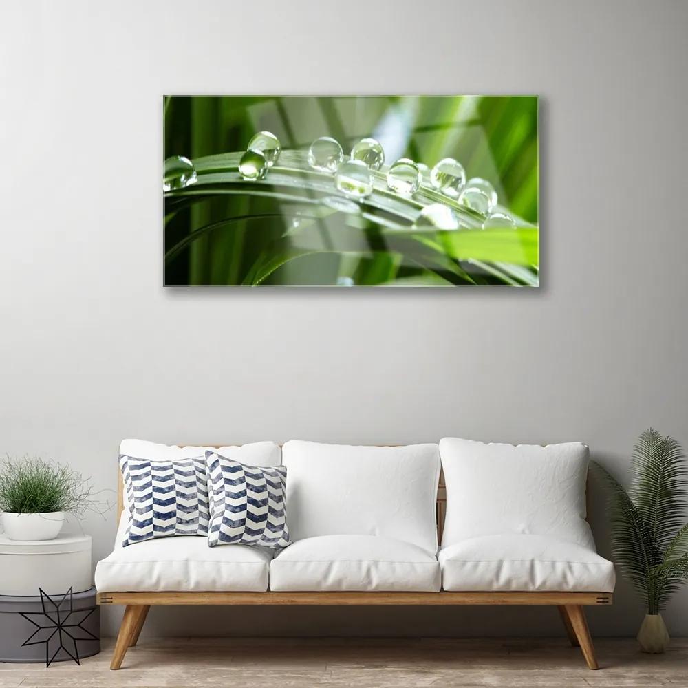 Obraz na skle Tráva Rosa Kapky Rostlina 125x50 cm