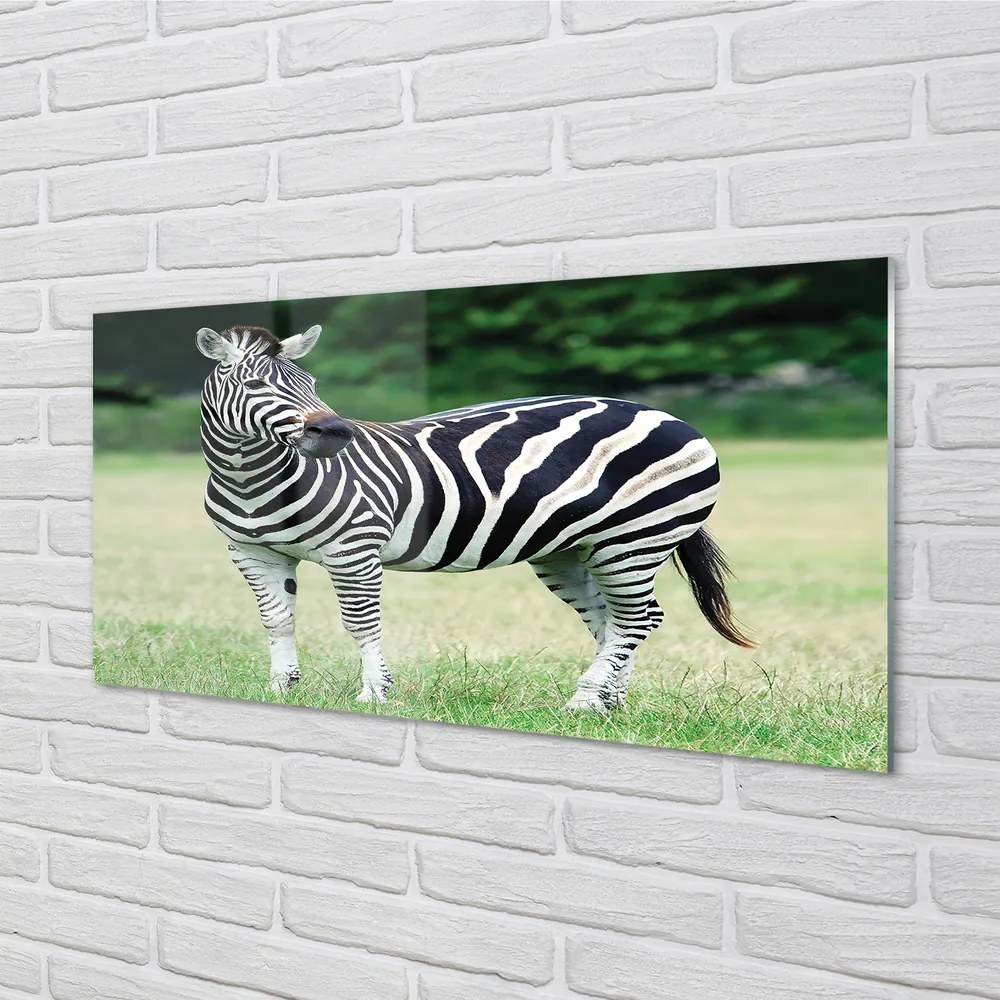 akrylový obraz Zebra box 140x70 cm