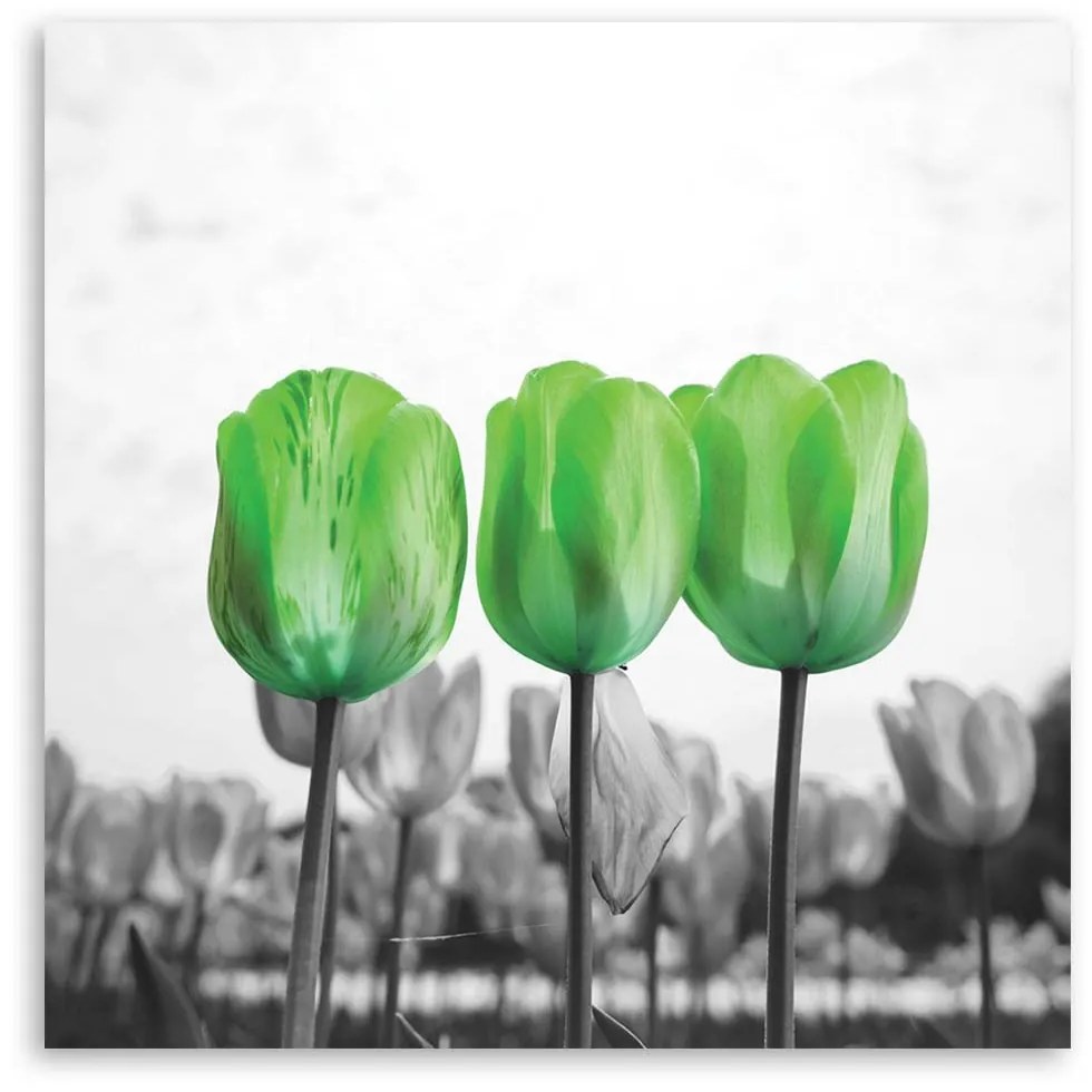 Gario Obraz na plátně Zelené tulipány na louce Rozměry: 30 x 30 cm