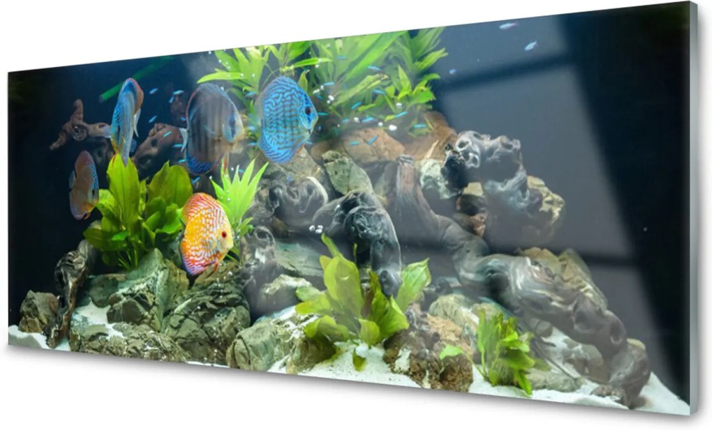 Skleněný obraz Ryba Kameny Listy Příroda