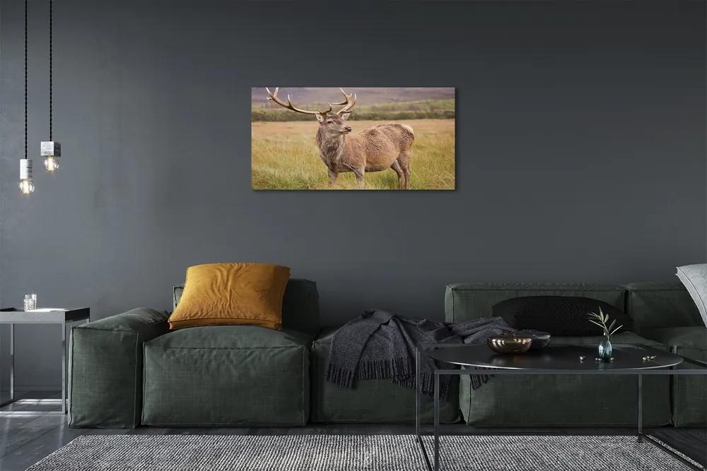 Obrazy na plátně polní jelen 120x60 cm