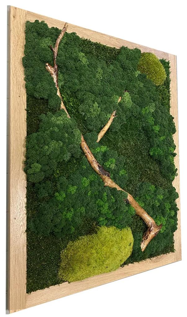 WOODILO Mechový obraz Borovice| sobí, kopečkový, plochý mech + dřevina Rozměr obrazu: 110x45 cm, Barva rámu: Ořech světlý (mořená borovice), Síla rámu (pohledová): 4,5 cm