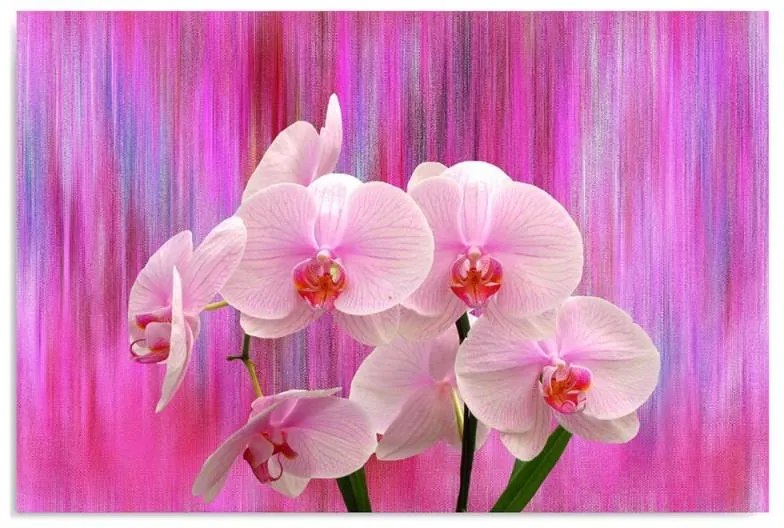 Obraz CARO - Orchids 11 40x30 cm