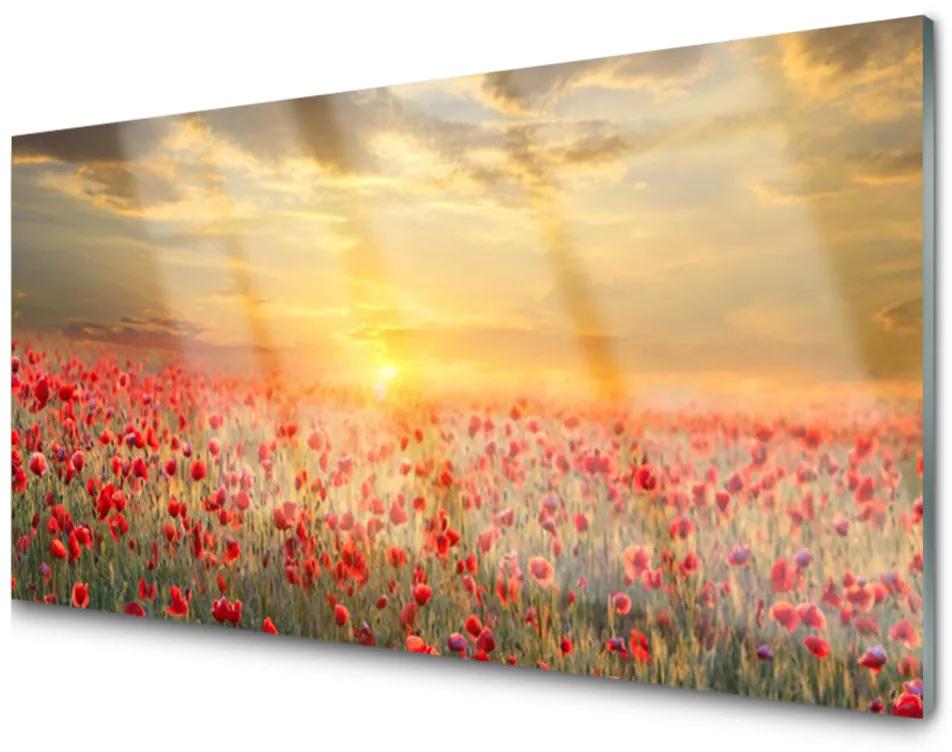 Plexisklo obraz Slunce Louka Mák Květiny