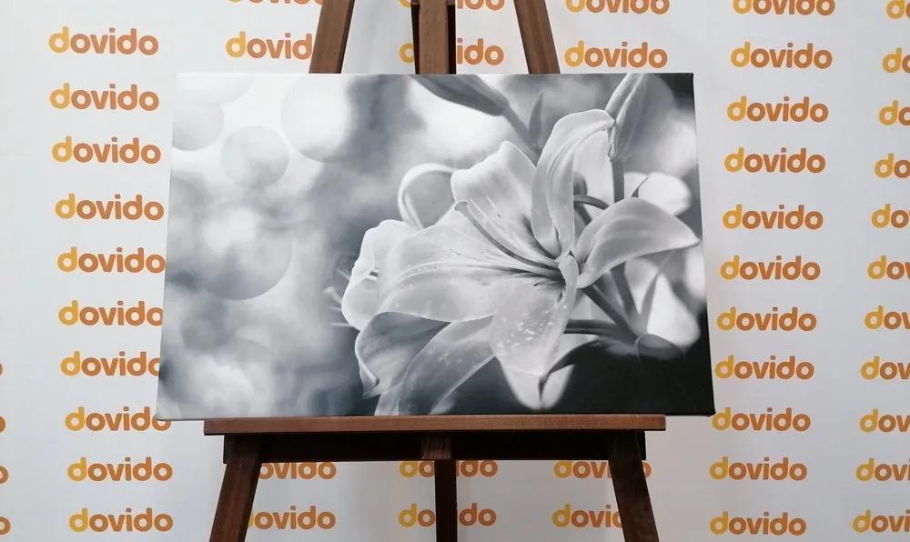 Obraz květ lilie na abstraktním pozadí v černobílém provedení - 120x80 cm