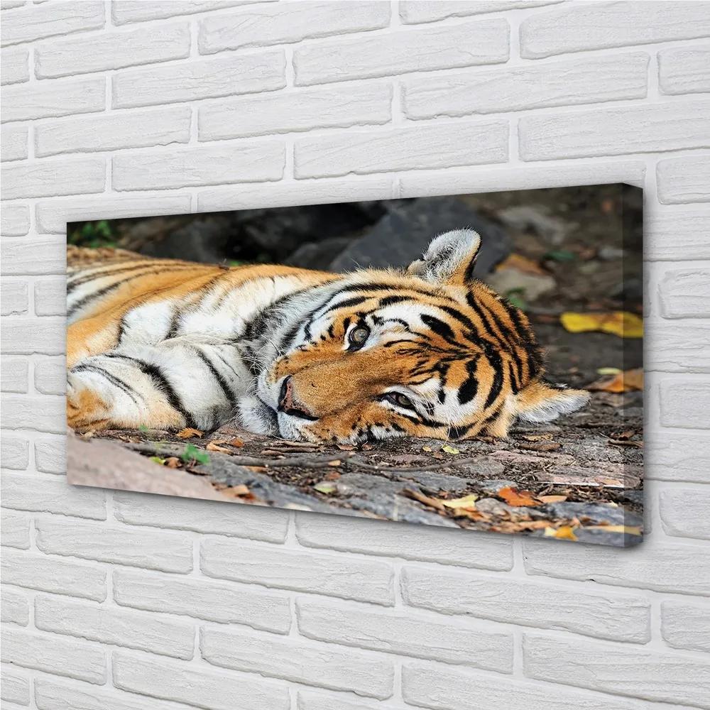 Obrazy na plátně ležící tygr 120x60 cm