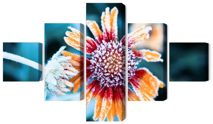 Vícedílný obraz Rudbeckia Květiny Pokryté Mrazem Nedostatek Nedostatek Přírodní plátno 200x120