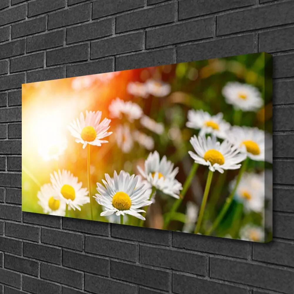 Obraz na plátně Sedmikrásky Květiny Paprsky 125x50 cm
