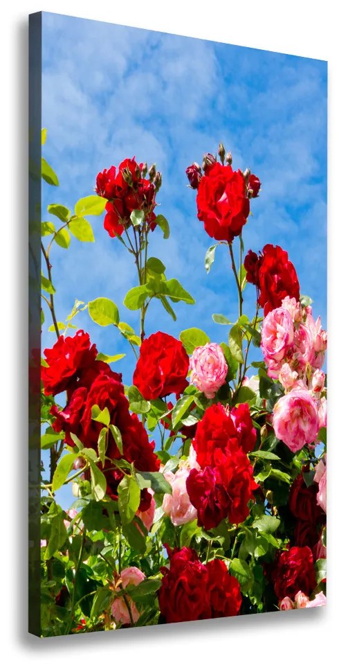 Wallmuralia Vertikální Vertikální Foto obraz na plátně do obýváku Divoká růže 50x100