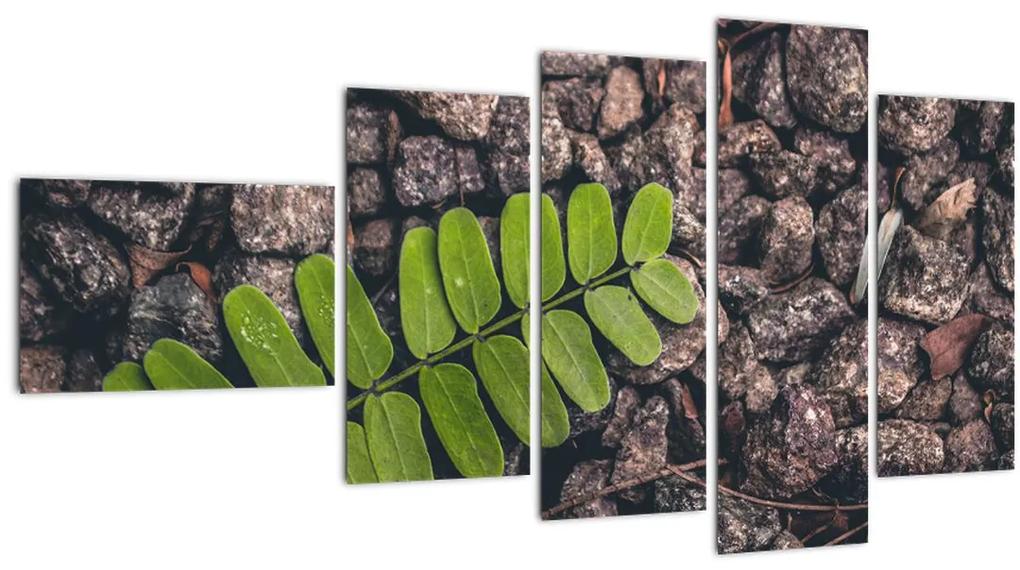 Obraz zelené rostliny (110x60 cm), 40 dalších rozměrů