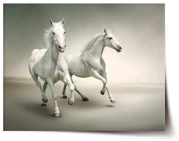 Plakát - Dva bílí koně 120x80 cm