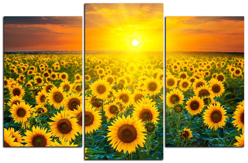 Obraz na plátně - Slunečnicová pole při západu slunce 1199C (150x100 cm)
