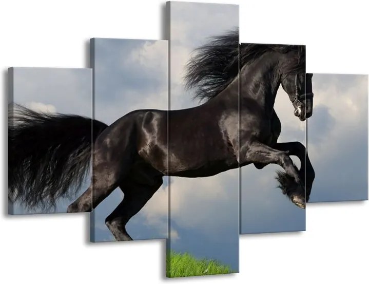 Krásný černý kůň 100x70 cm