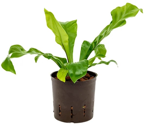 Gardners.cz Asplenium Nidus, průměr 12 cm - hydroponie Sleziník hnízdnatý, ptačí hnízdo