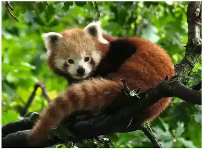 Ravensburger Panda červená / 500 dílků / od 12 let