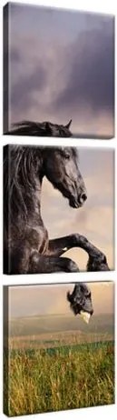 Tištěný obraz Silný černý kůň 30x90cm 1149A_3V