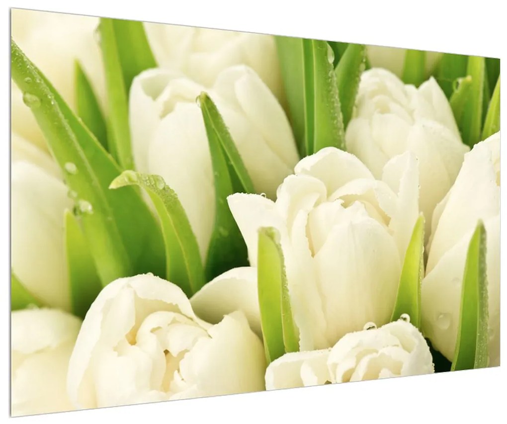 Obraz květů tulipánů (120x80 cm)