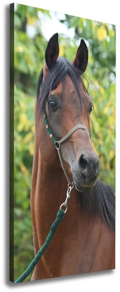 Wallmuralia Foto obraz na plátně Portrét koně 50x125 cm
