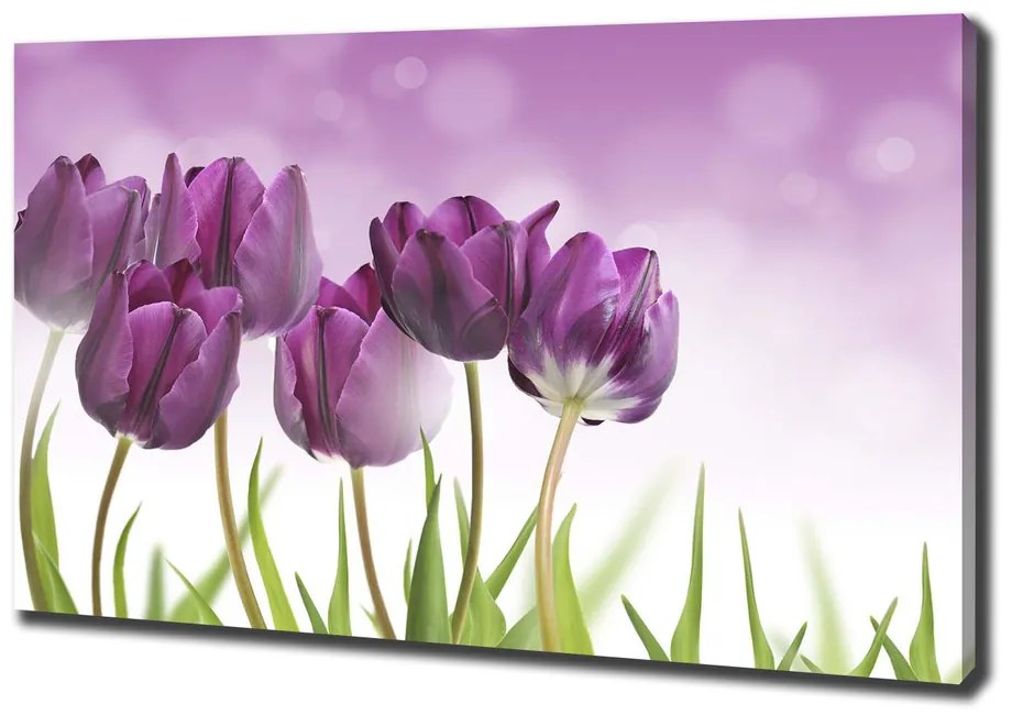 Wallmuralia Foto obraz na plátně Fialové tulipány 100x70 cm