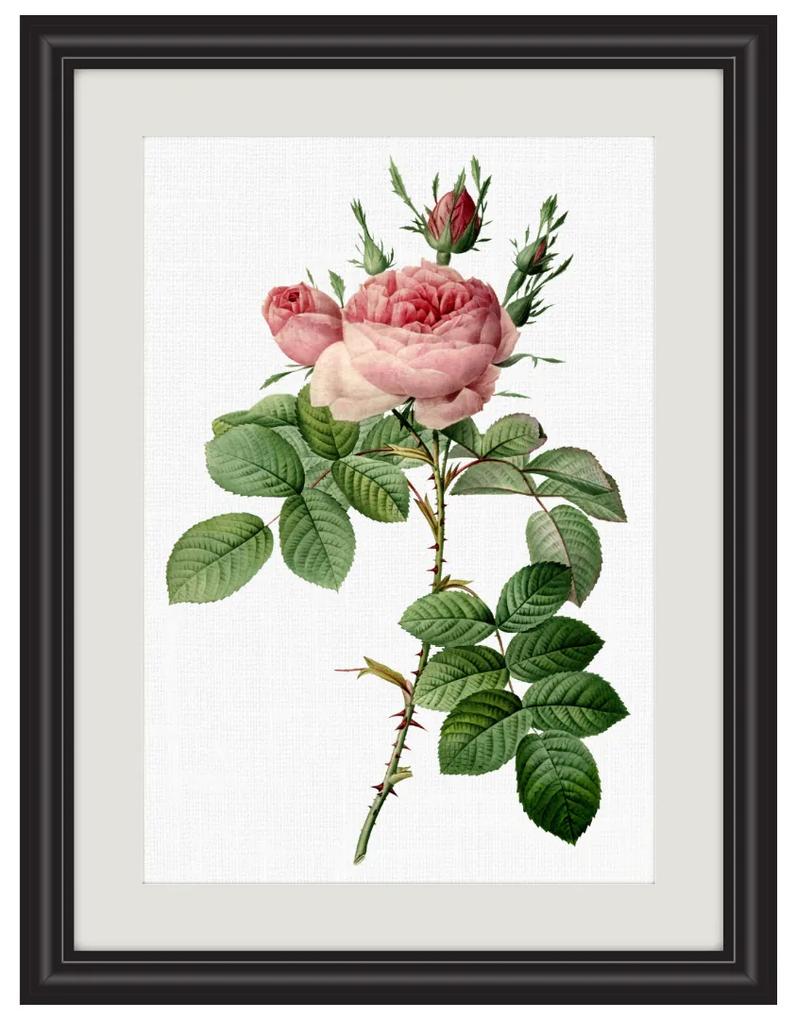 Obrázek růže provence A5 (148 x 210 mm): A5