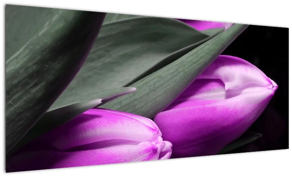 Obraz fialových tulipánů (100x40cm)