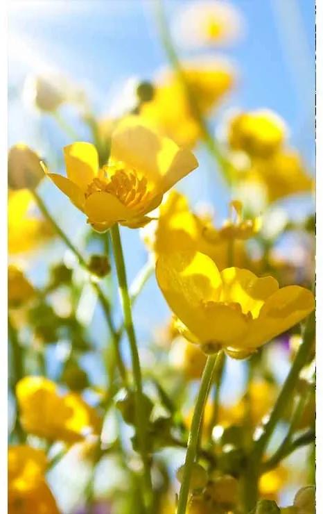 Vliesová fototapeta Žluté květiny 150 x 250 cm + lepidlo zdarma / MS-2-0134 vliesové fototapety na zeď DIMEX