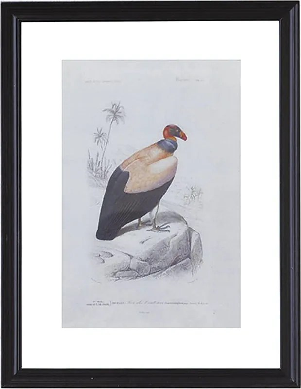 ARTELORE Obraz BIRD II 30 x 40