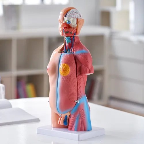 Model lidského těla, 23 částí, 45,7 cm