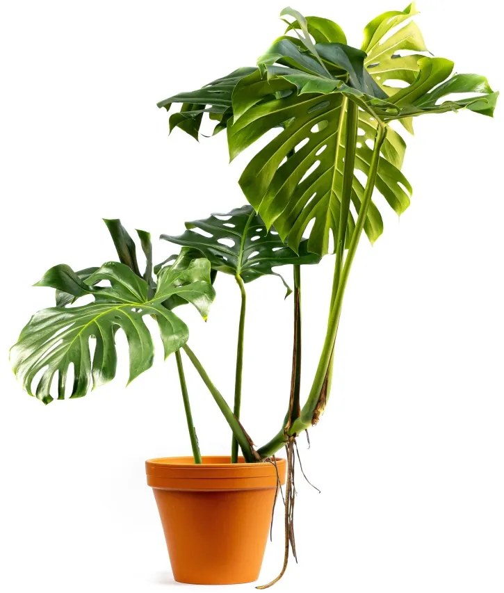 Monstera deliciosa, průměr 32 cm Monstera skvostná