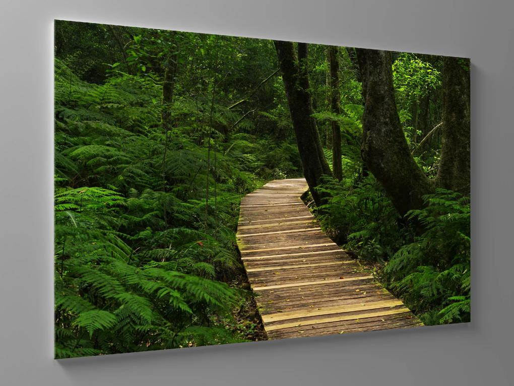 Liox Obraz cesta přes deštný prales Rozměr: 150 x 100 cm