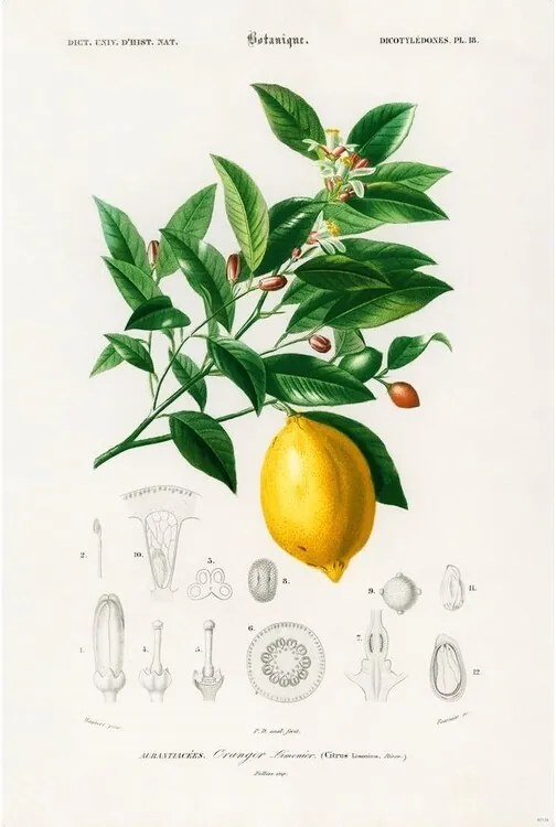 Plakát, Obraz - Charles Dessalines d’Orbigny - Citrus Limonium, (61 x 91.5 cm)