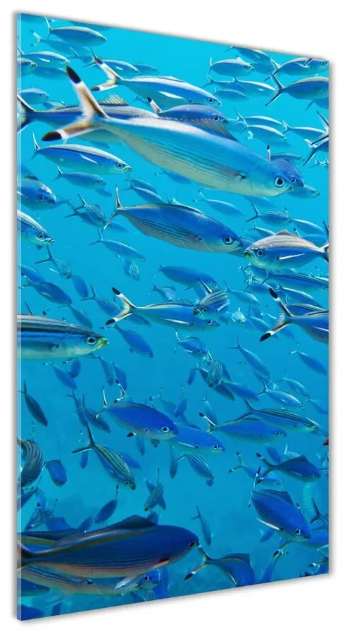 Wallmuralia Foto obraz akrylový do obýváku Korálové ryby 60x120 cm