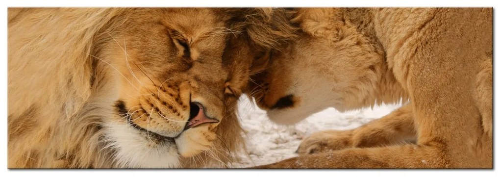 Obraz láska lvů + háčky a hřebíčky ZDARMA Velikost (šířka x výška): 120x40 cm