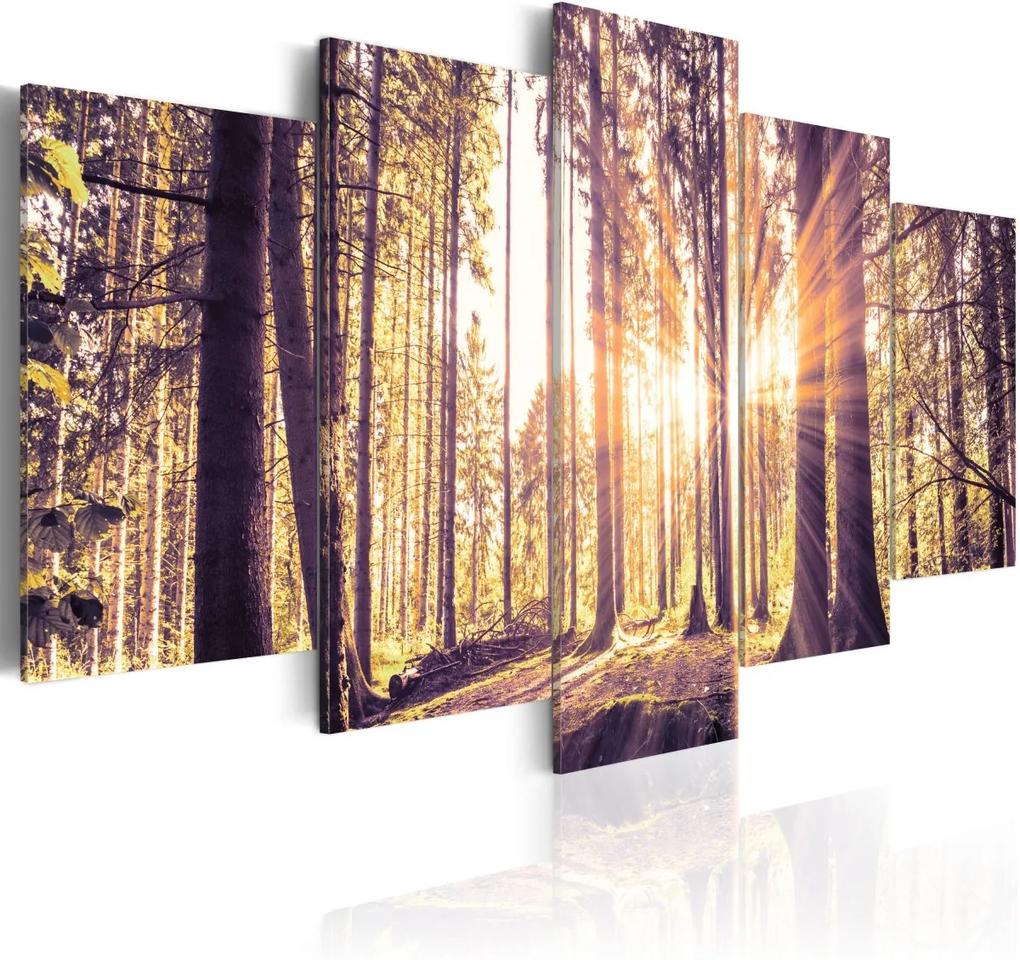 Obrazy - vítání lesa Velikost: 220x110 cm
