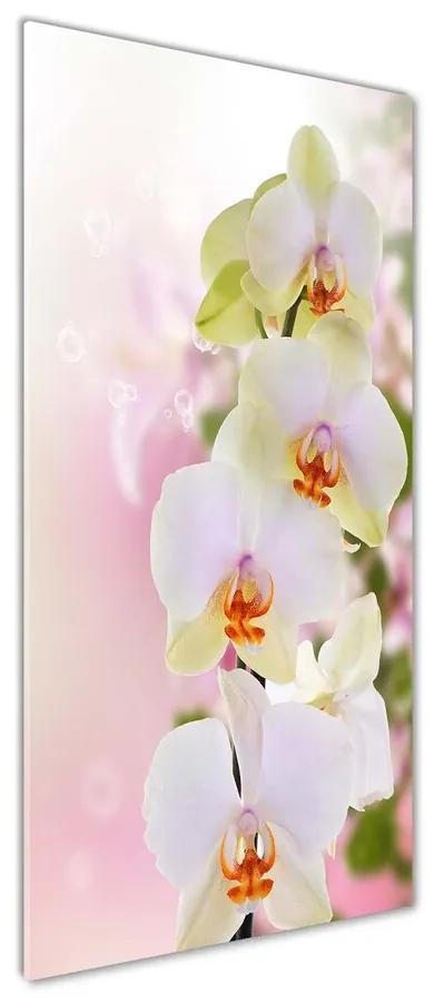 Wallmuralia Foto obraz fotografie na skle Bílá orchidej 50x125 cm