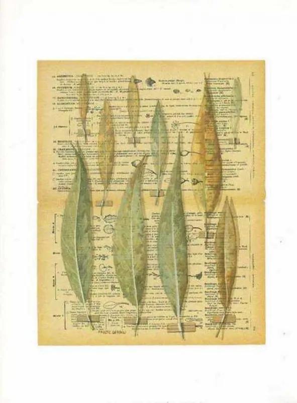 ART-STYLE Obrázek 30x40, listy eucalyptus &amp; oliva, rám sv. dub - červotoč