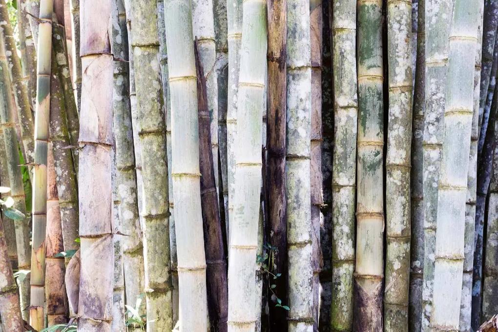 DIMEX | Samolepicí vliesová fototapeta na zeď Detail bambusového lesa MA-5-1874 | 375 x 250 cm | zelená, hnědá, šedá