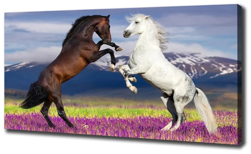 Wallmuralia Foto obraz na plátně do obýváku Koně hory 140x70 cm