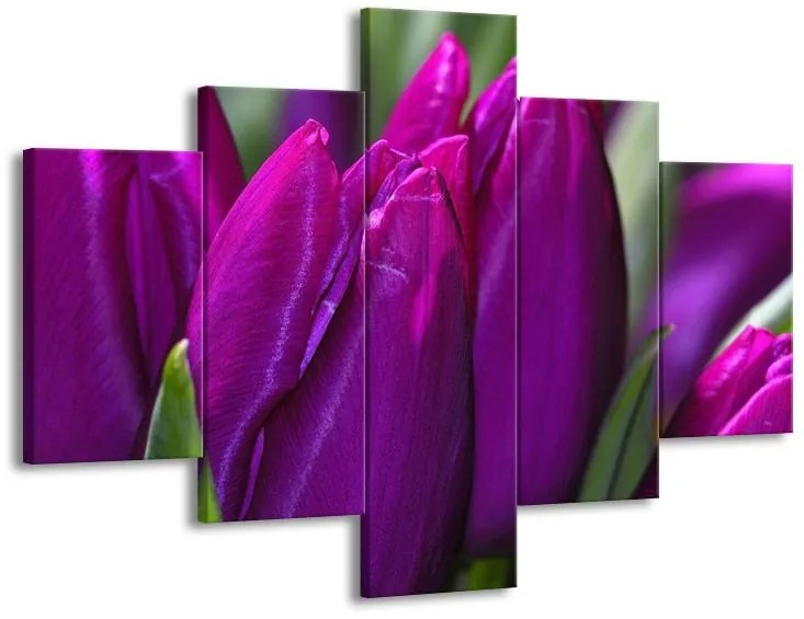 Purpurový tulipán 100x70 cm
