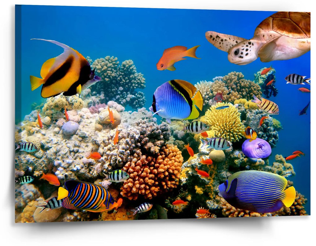 Obraz SABLIO - Korálový útes 150x110 cm