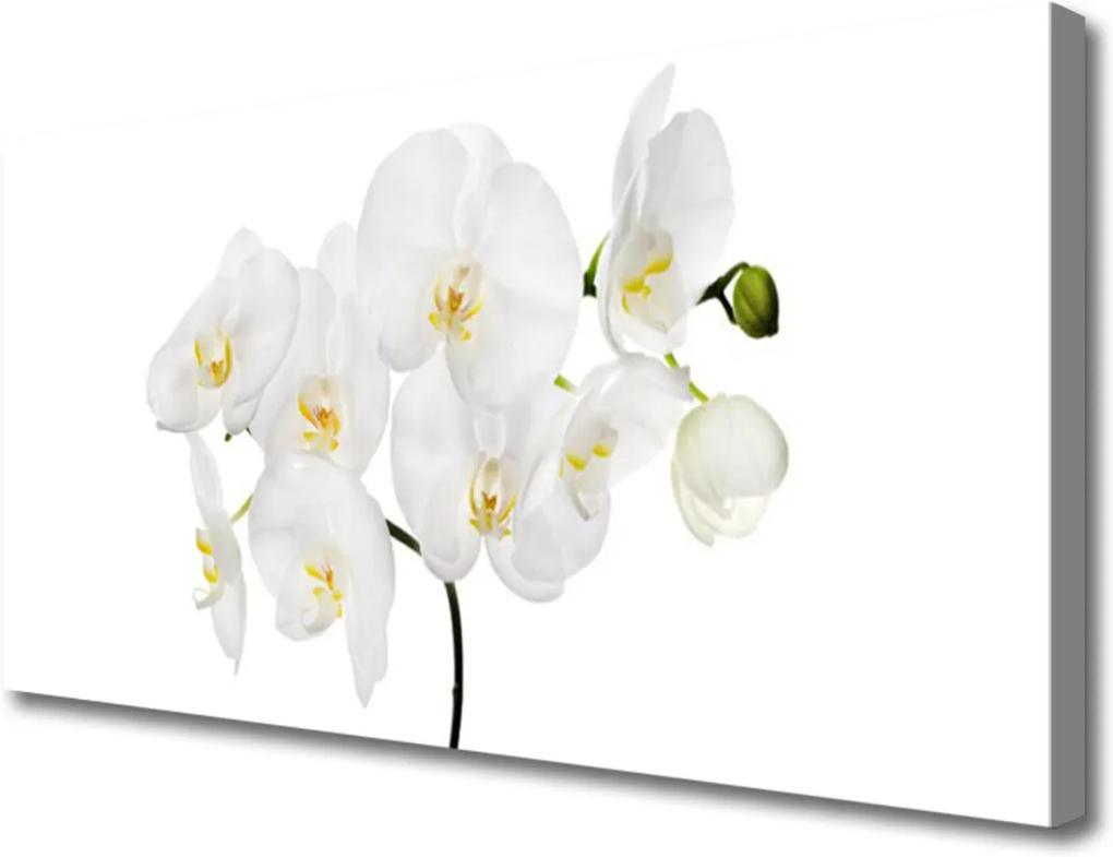 Obraz Canvas Bílá Orchidej Květiny
