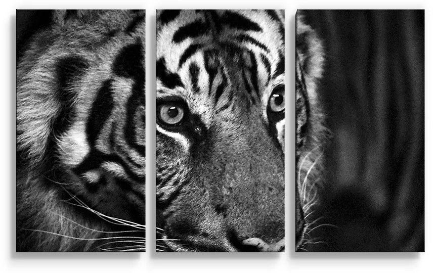 Sablio Obraz - 3-dílný Černobílý tygr - 120x80 cm