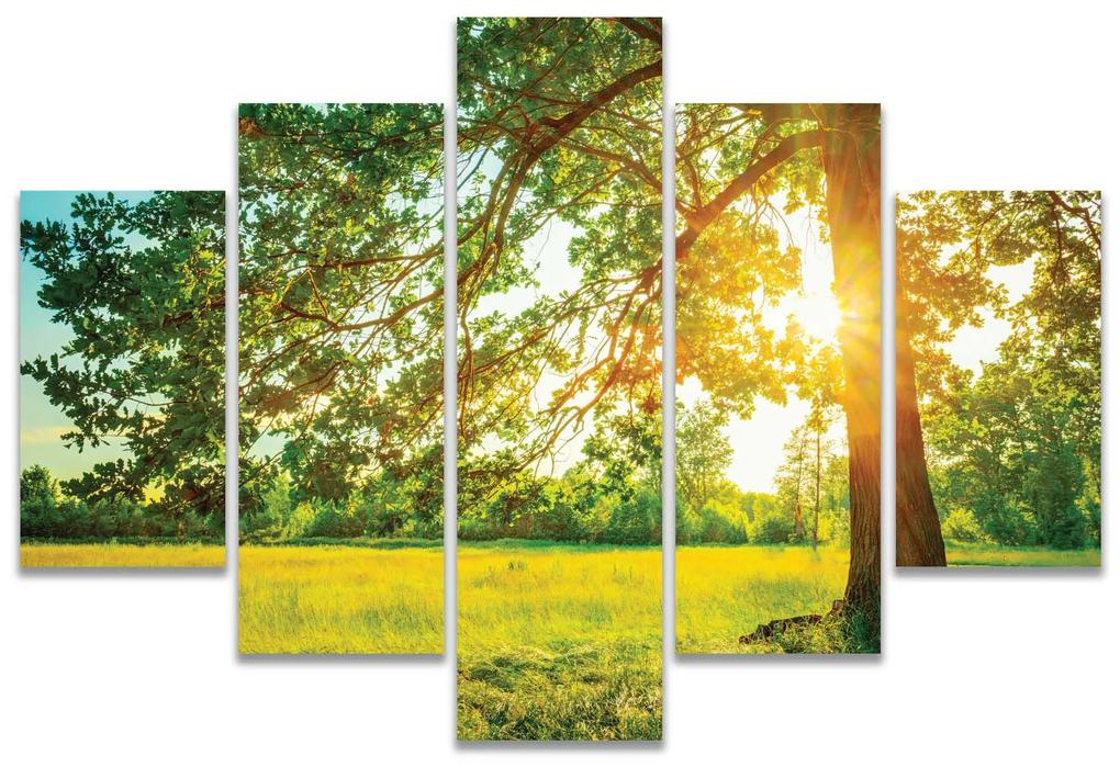 Malvis ® Obraz Strom v ranním slunci Velikost: třídílný obdélník - 120x80 cm