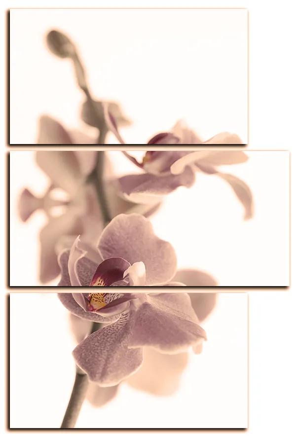 Obraz na plátně - Orchidej květ izolována na bílém pozadí - obdélník 7222FD (120x80 cm)